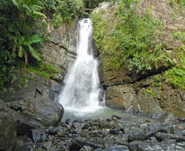 Big Tree Trail El Yunque | Discovering Puerto Rico