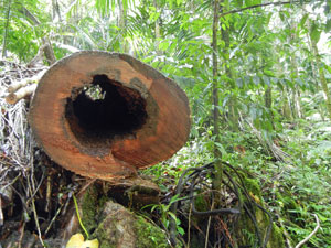 Big Tree Trail El Yunque | Discovering Puerto Rico