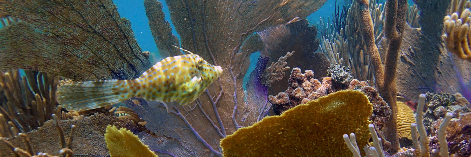 Things to do on Culebra | Discovering Puerto Rico