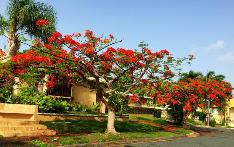 July 2023 Events in Puerto Rico | Discovering Puerto Rico