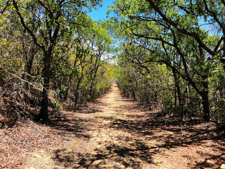 Hiking Guánica Dry Forest – Bosque Seco de Guánica | Discovering Puerto ...
