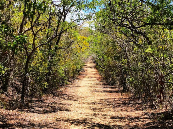 Hiking Guánica Dry Forest - Bosque Seco de Guánica | Discovering Puerto ...