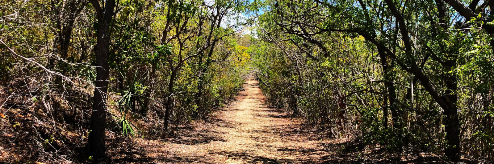 Hiking Guánica Dry Forest - Bosque Seco de Guánica | Discovering Puerto ...