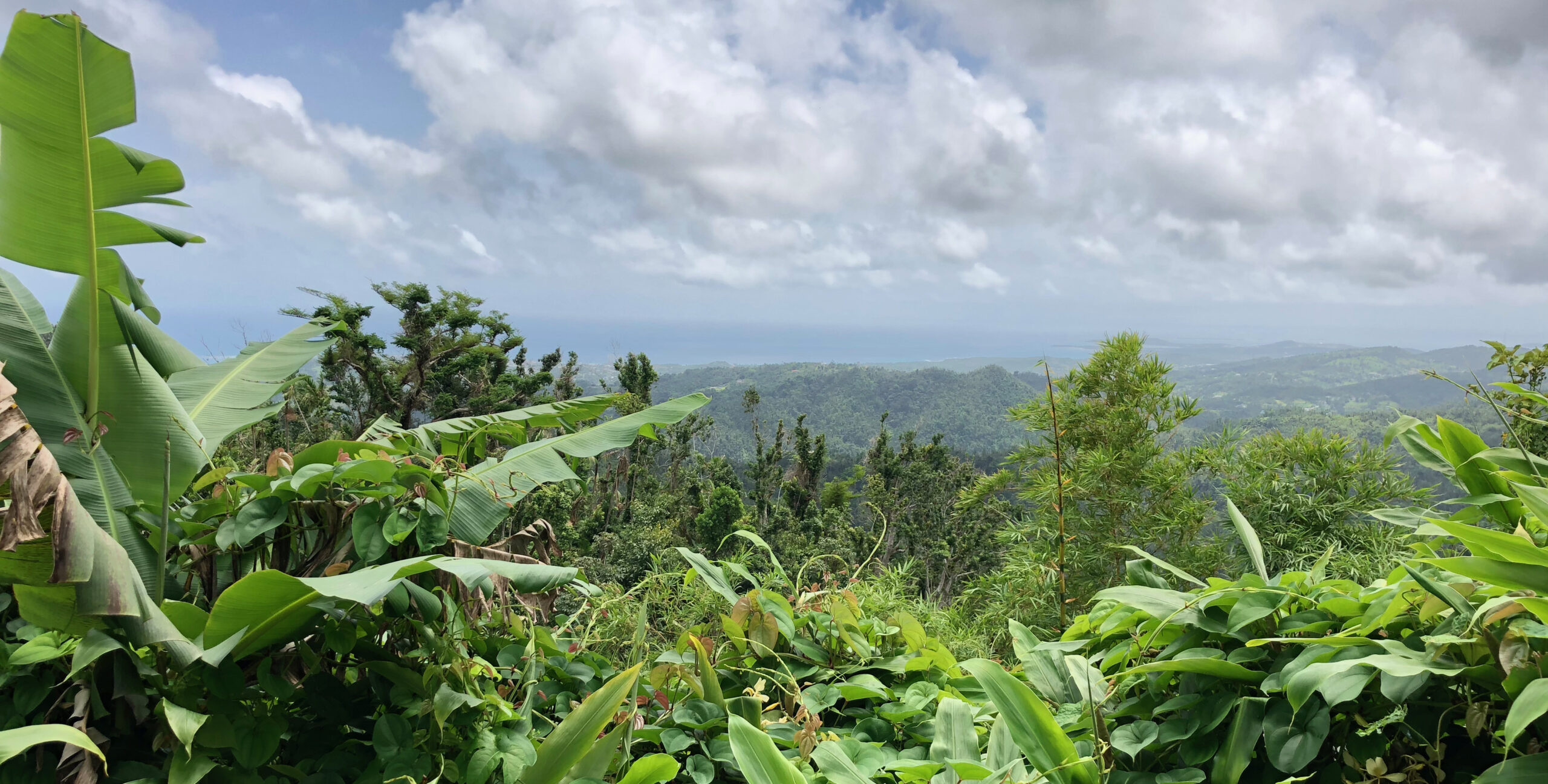 Your Ultimate Guide to El Yunque National Rainforest in Puerto Rico ...