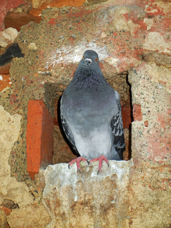 Parque De Las Palomas, Old San Juan (Pigeon Park) | Discovering Puerto Rico