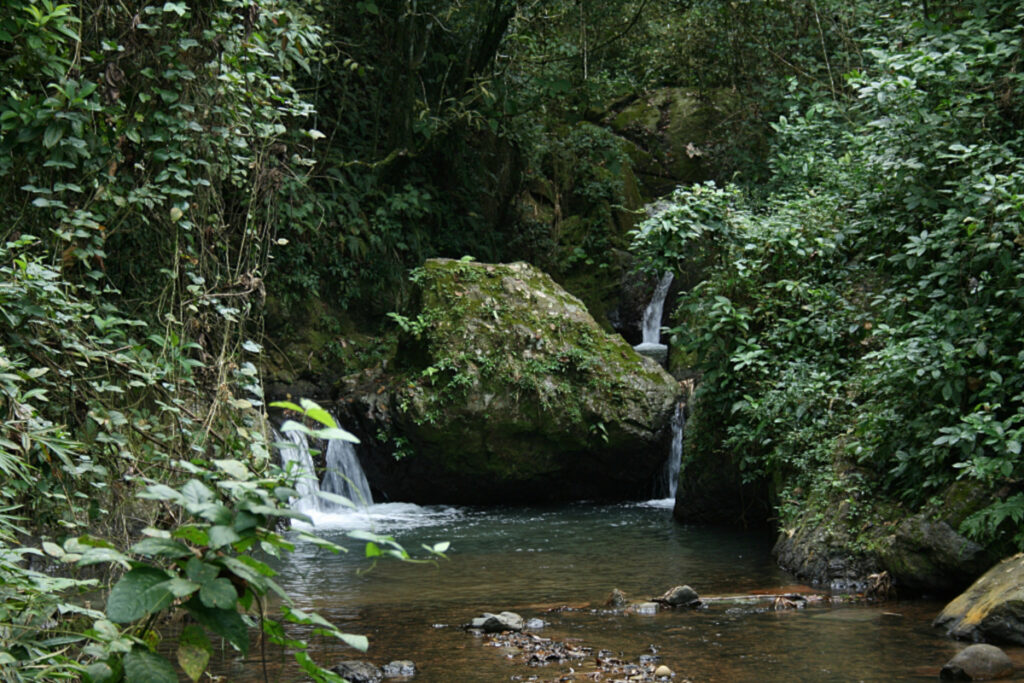 From Coastlines to Canopies: Puerto Rico’s Stunning State Forests ...
