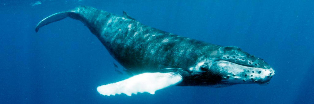 Whale Watching in Puerto Rico | Discovering Puerto Rico